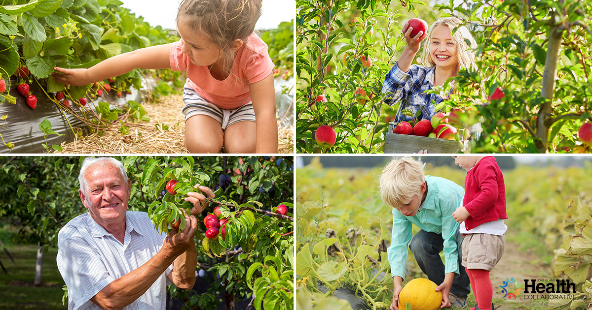 Year Round Guide to Fruit Picking in Suffolk County